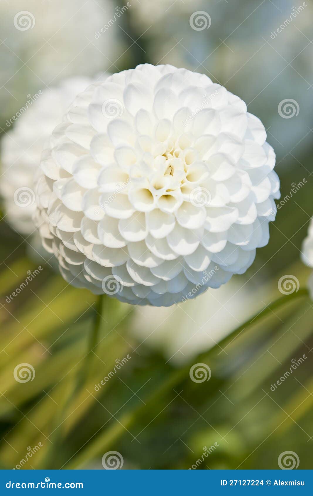 White dahlia flower stock photo. Image of vivid, petal - 27127224