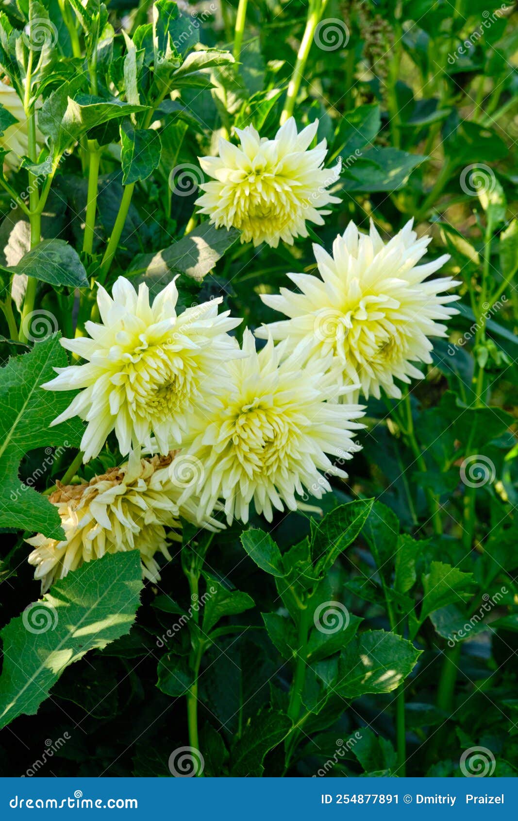 White Dahlia Flower Growing on Dacha Plot on Bright Sunny Day Stock ...
