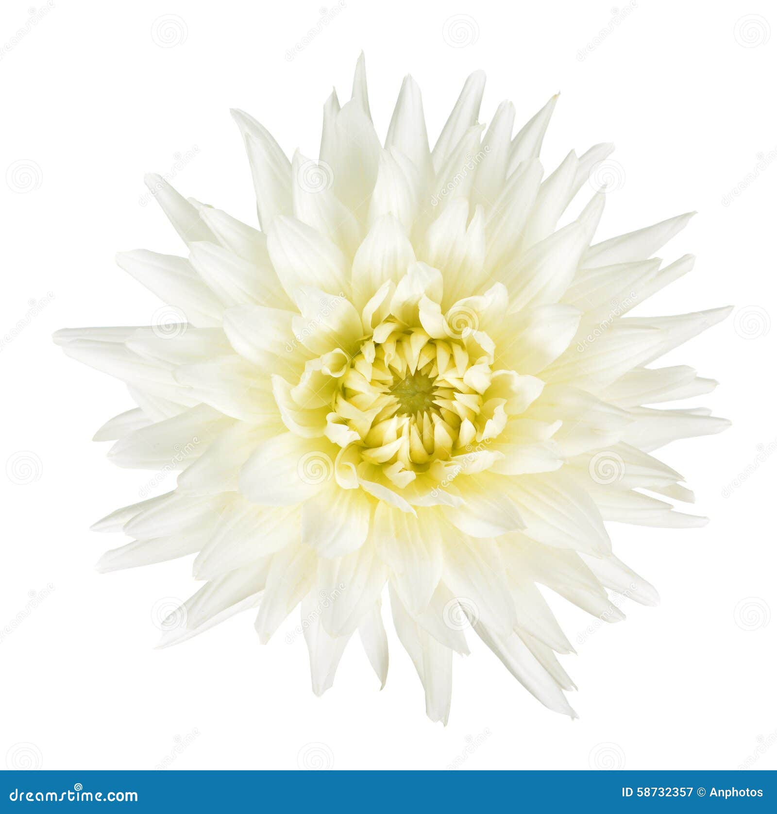White dahlia flower stock image. Image of single, nature - 58732357