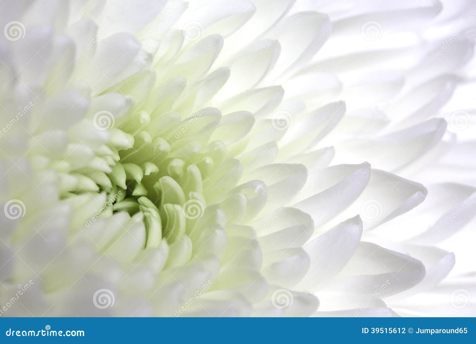 Polypetalous Flower Photos - Free & Royalty-Free Stock Photos from ...