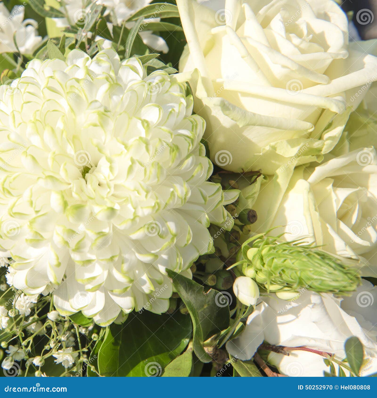 White Dahlia and Roses stock photo. Image of roses, rose - 50252970