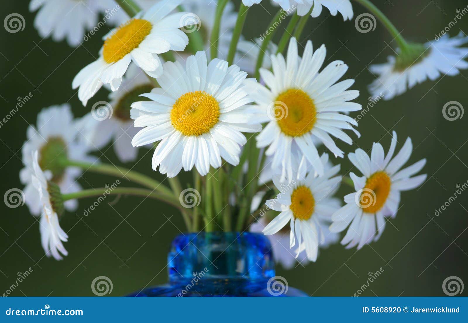 White daisies stock photo. Image of bouquet, pretty, floral - 5608920
