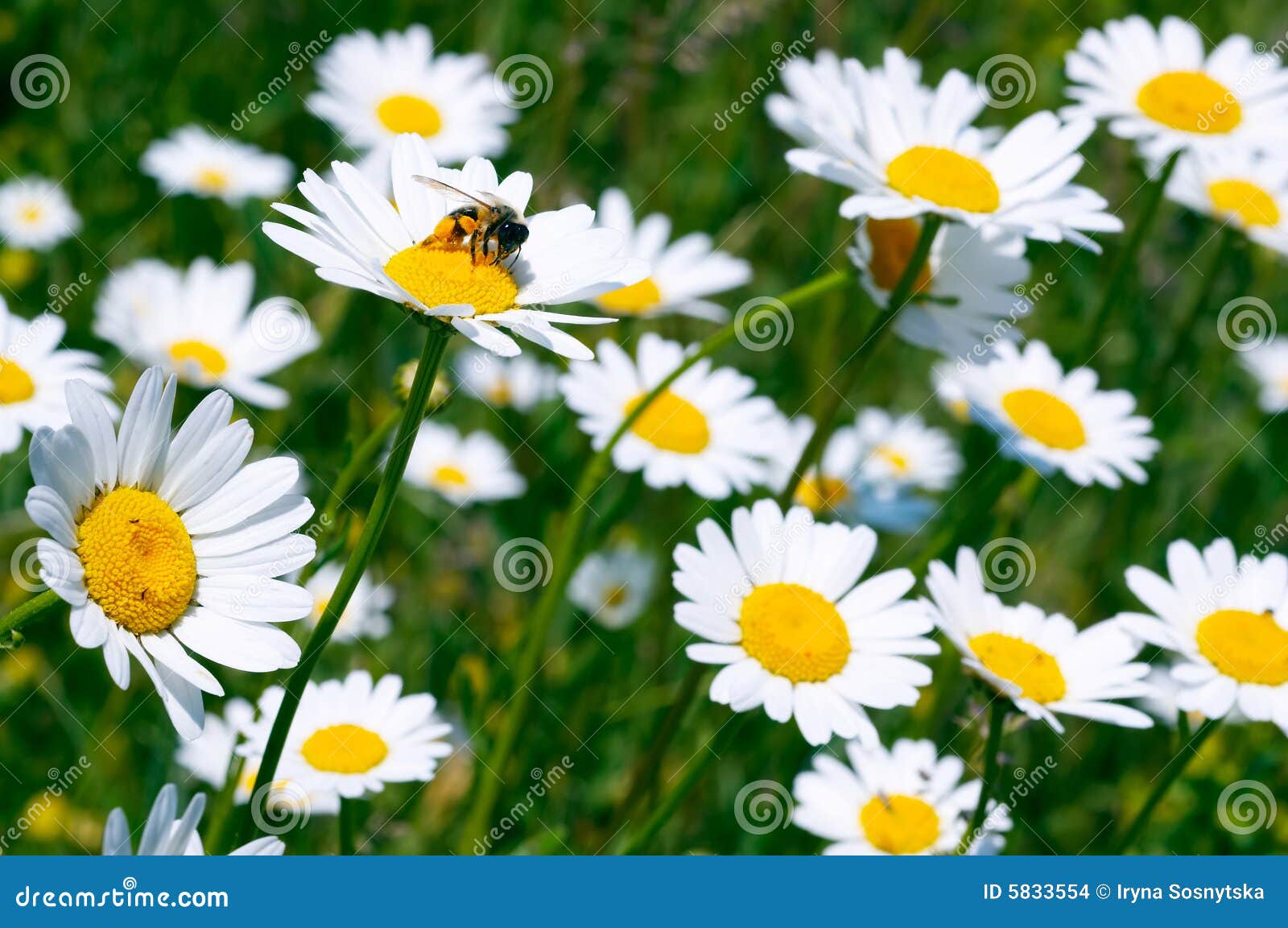 White daisies stock photo. Image of daisy, white, spring - 5833554