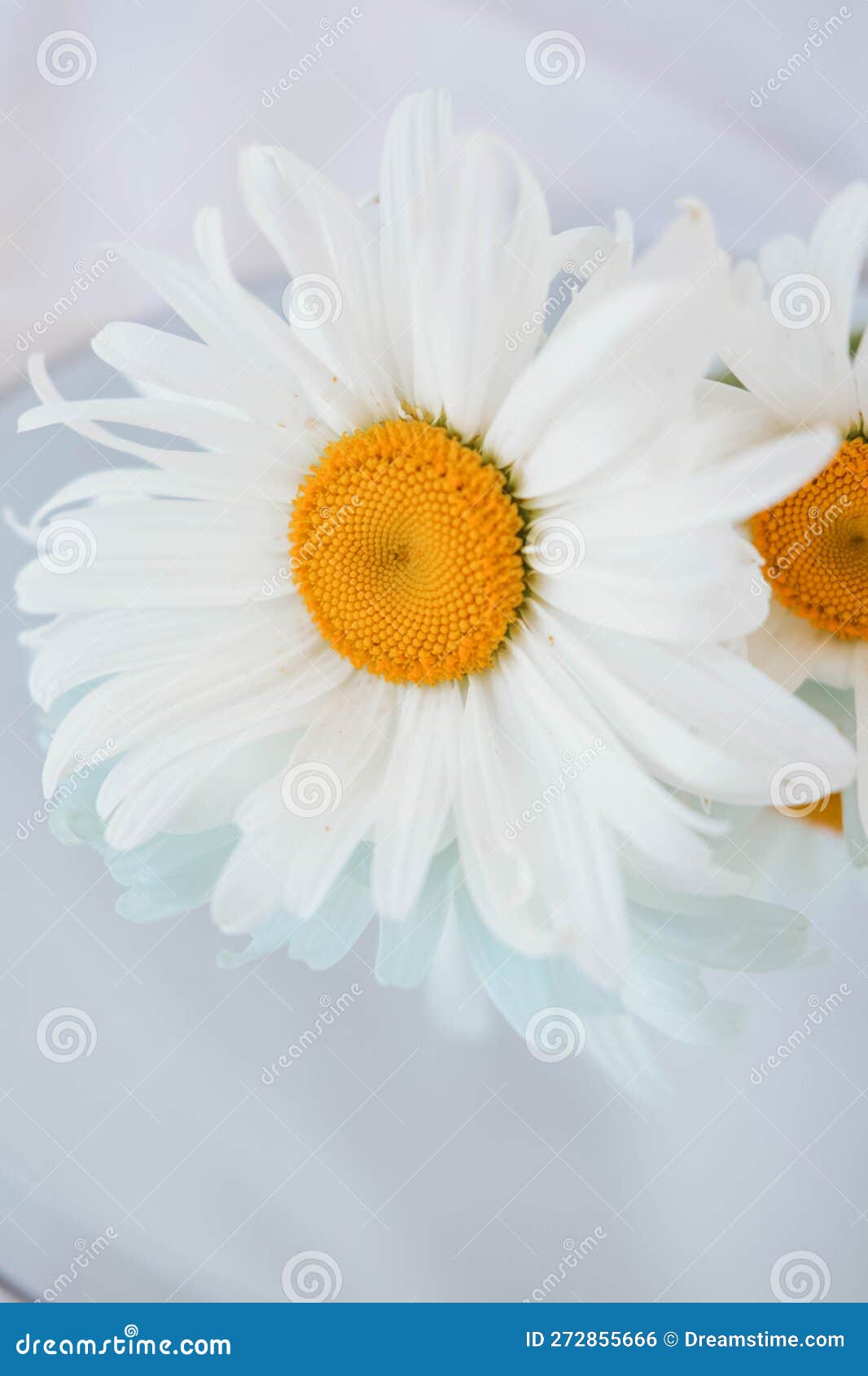 White Daisies on a White Background.Beautiful Daisy Flower Stock Photo ...