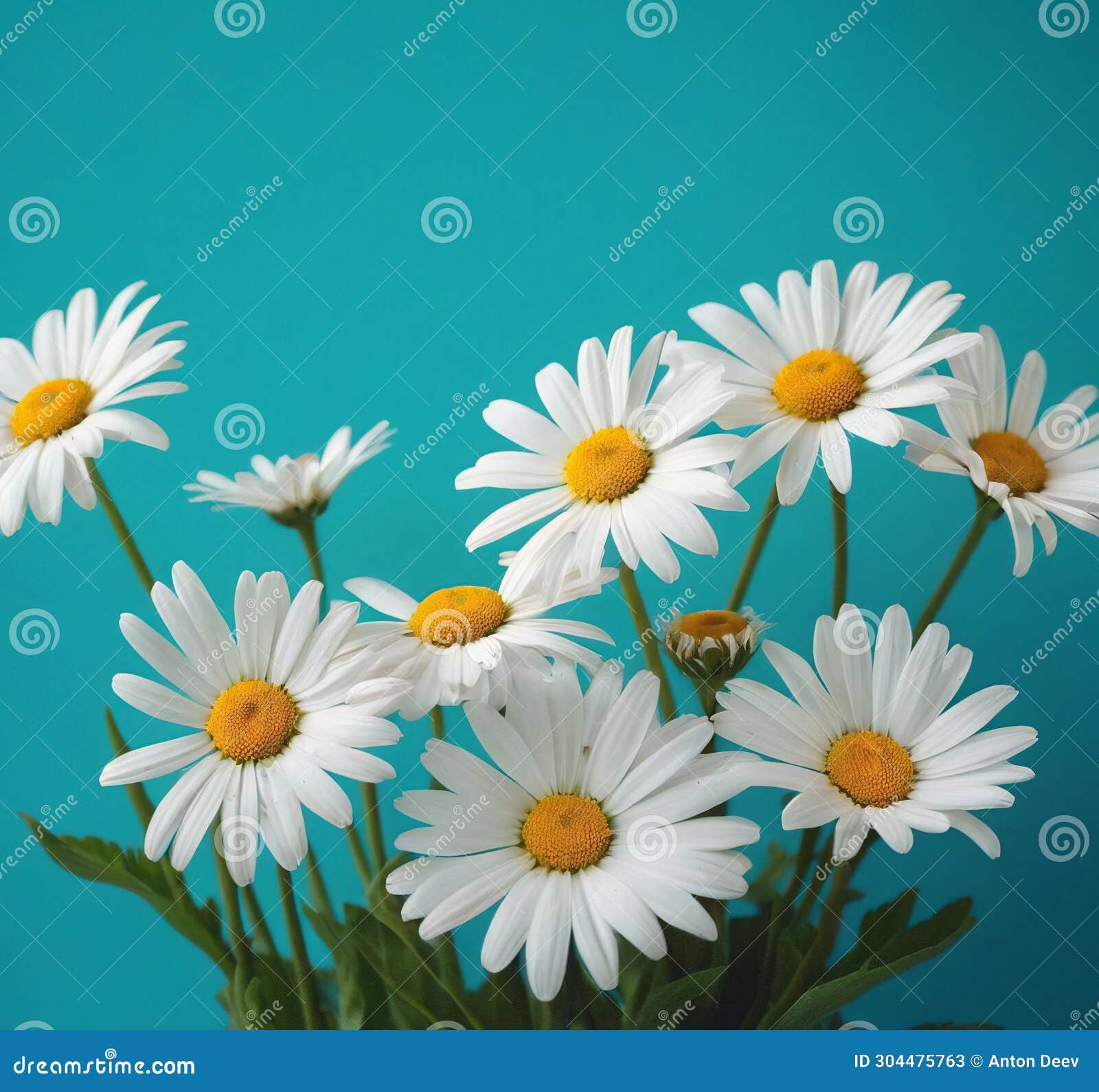 White Daisies on Blue Background. Flat Lay, Top View Stock Image ...
