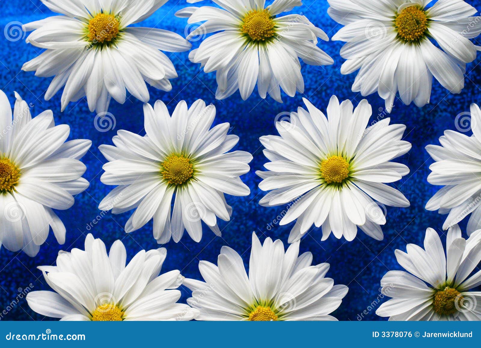 White Daisies on Blue Glass Stock Photo - Image of petals, daisies: 3378076