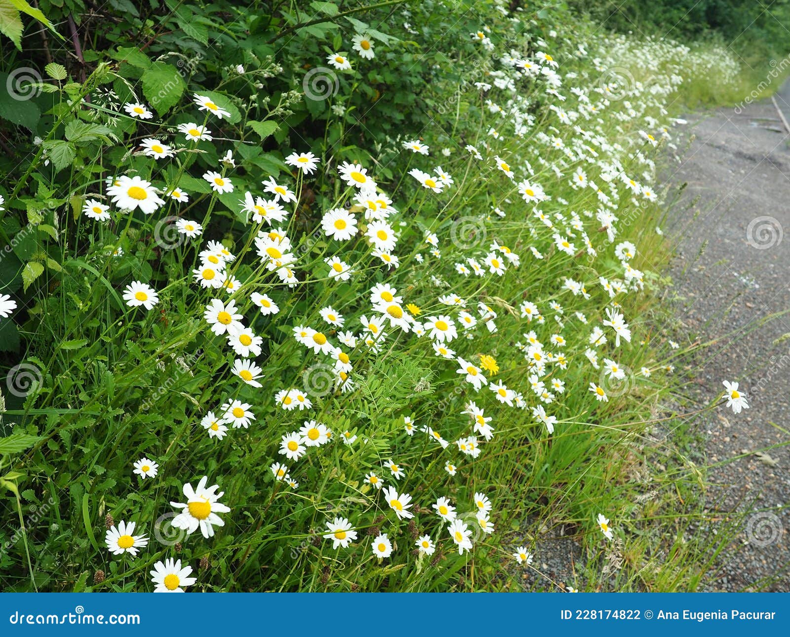 White Daisies on a Edge of a Roadside in Summer Stock Photo - Image of ...
