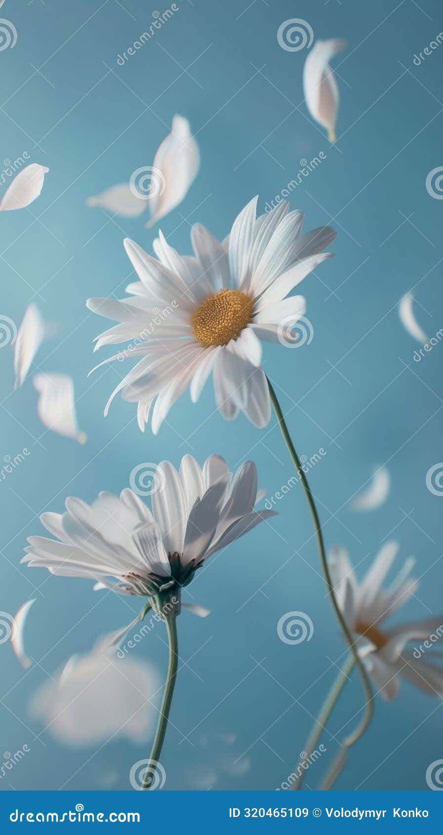 White Daisies with Petals Falling on Blue Background Stock Image ...
