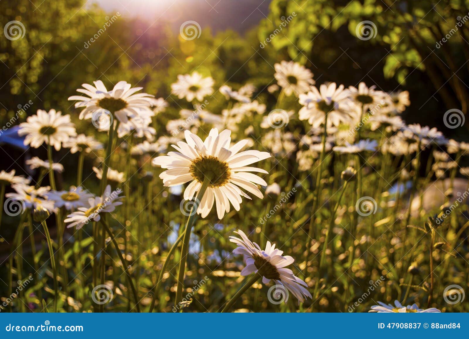 White Daisies at Sunset in the Mountain Stock Image - Image of foliage ...
