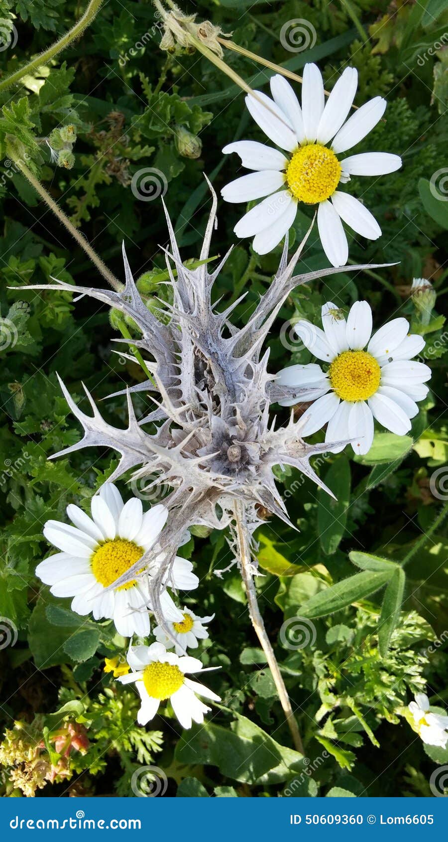 White daisies stock photo. Image of plants, white, nature - 50609360
