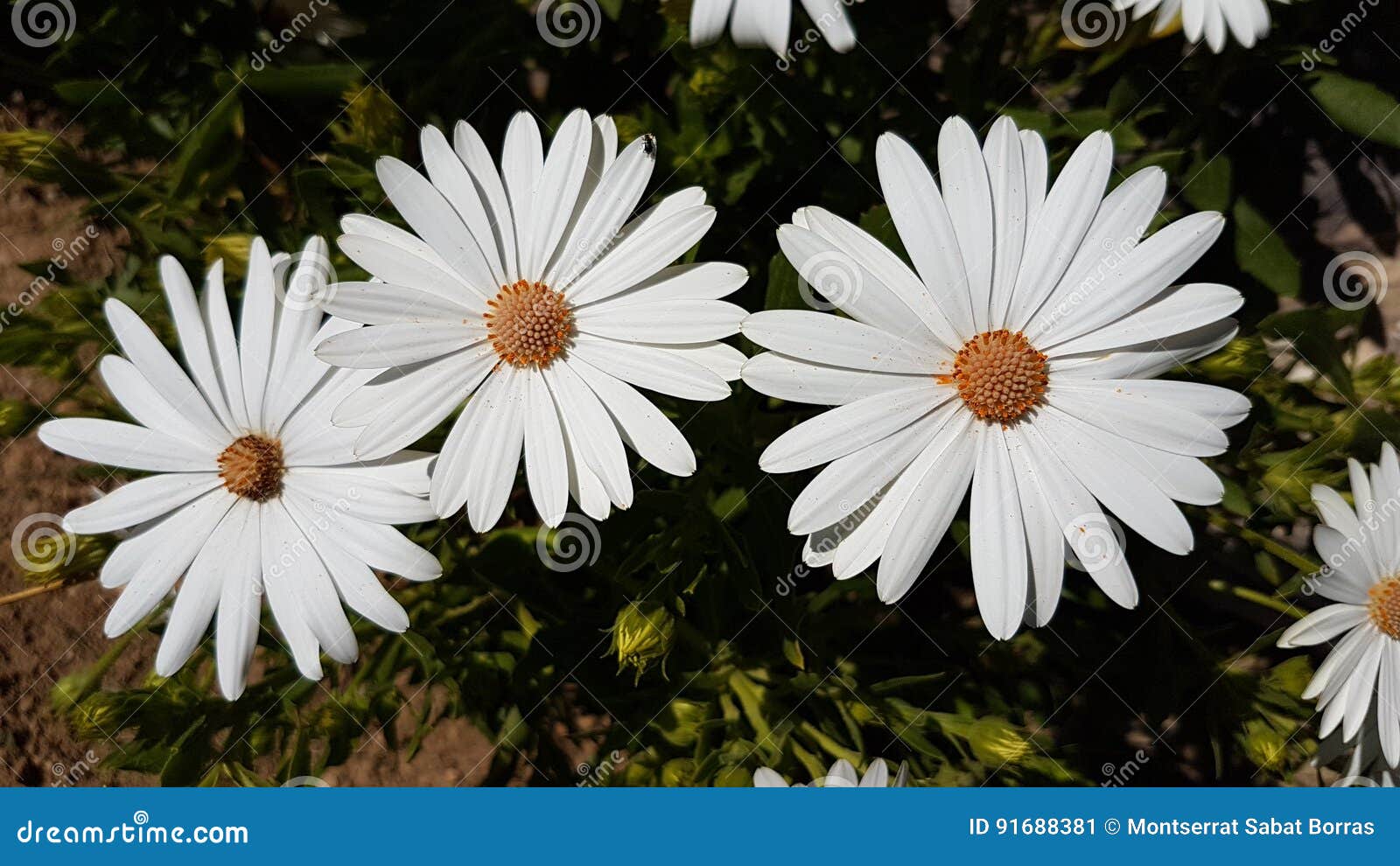 White daisies stock image. Image of rosette, perennial - 91688381