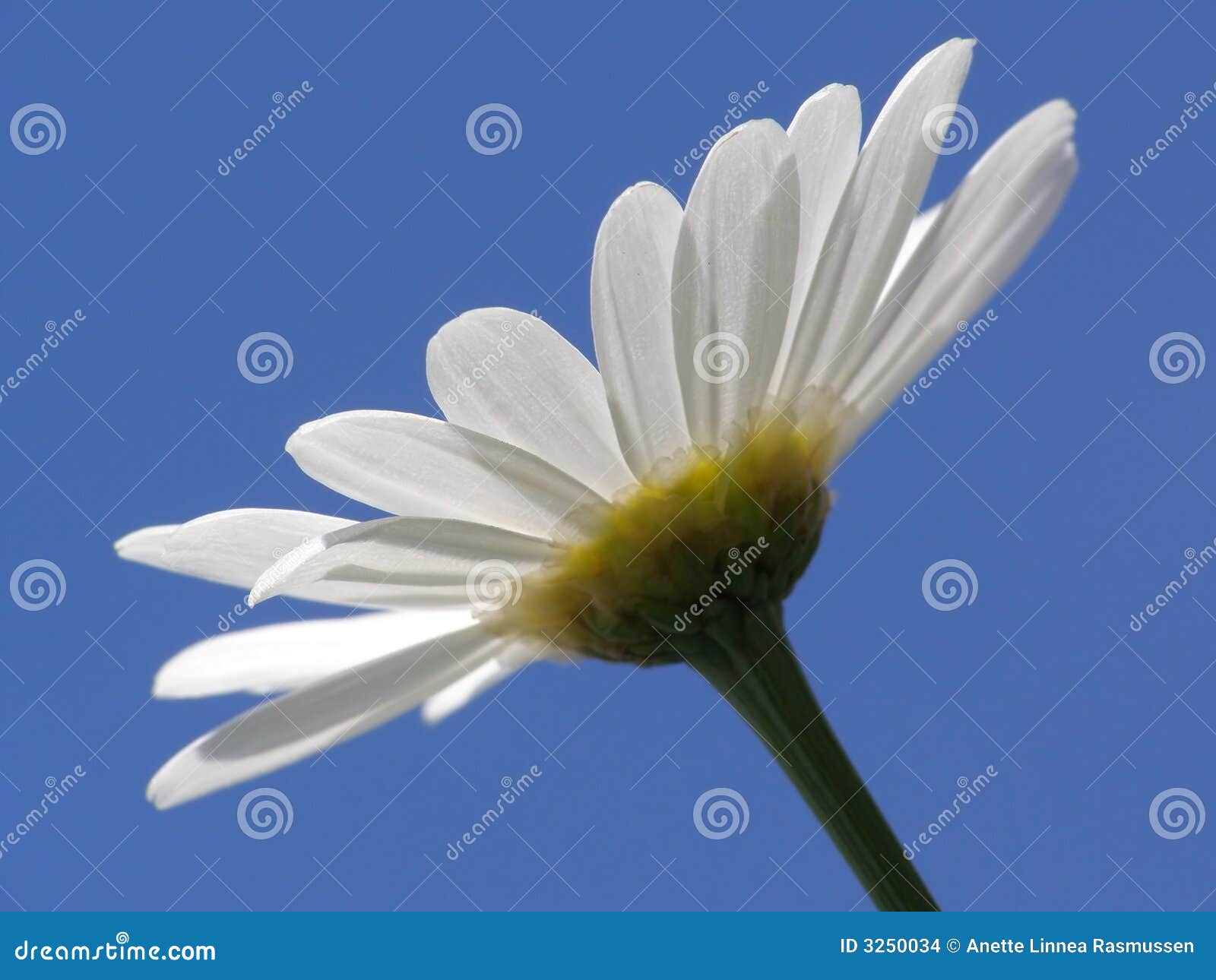 White daisy stock photo. Image of blue, fresh, bloom, detail - 3250034