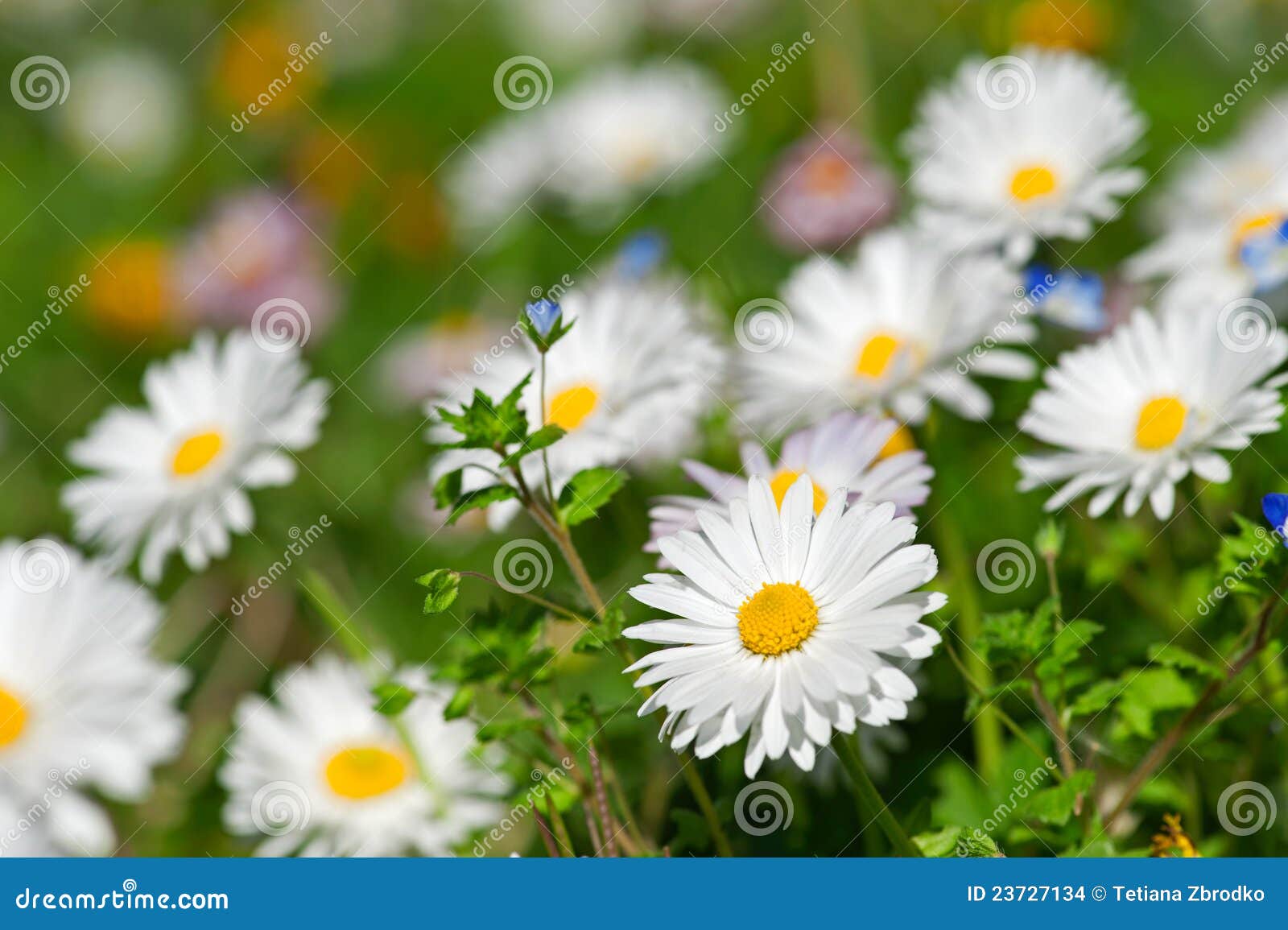 White daisy background stock photo. Image of spring, blossom - 23727134