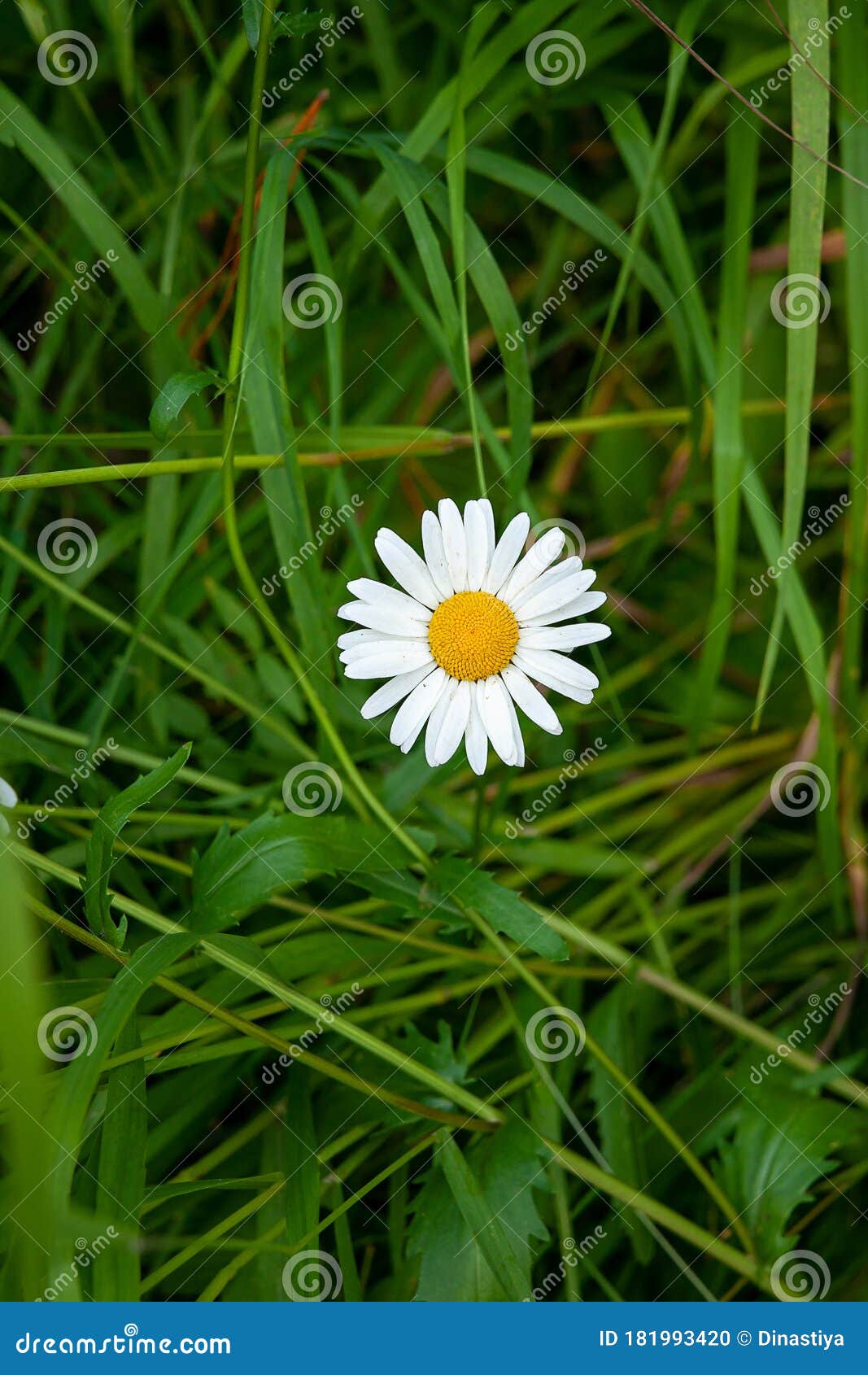 White Daisy on a Background of Green Grass Stock Photo - Image of flora ...