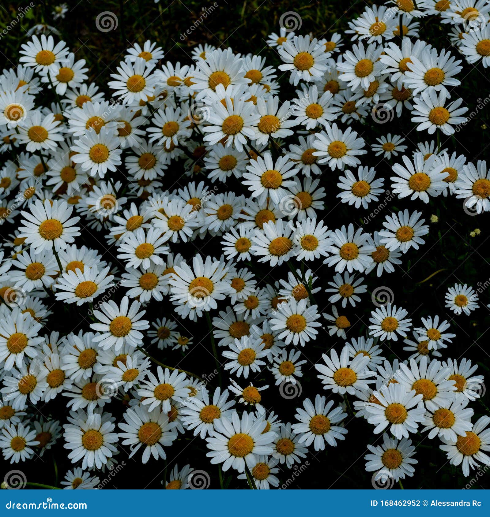 White Daisy Background and Texture Stock Photo - Image of design, fresh ...