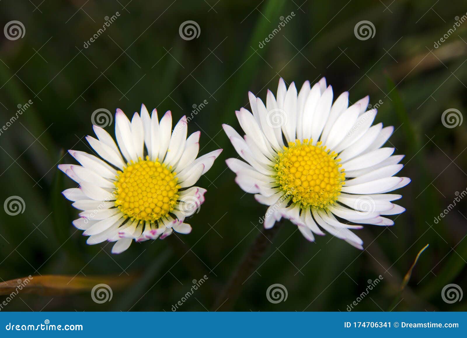 White Daisy with Beautiful Bokeh Neutral Background Stock Image - Image ...