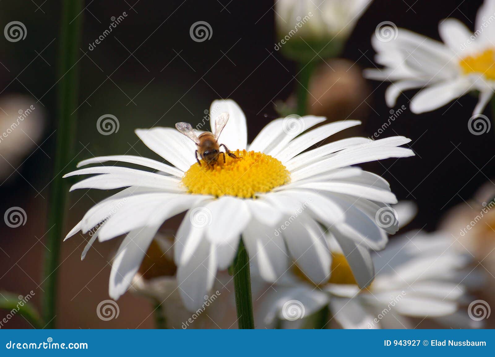 White Daisy with a Bee stock image. Image of flower, nature - 943927