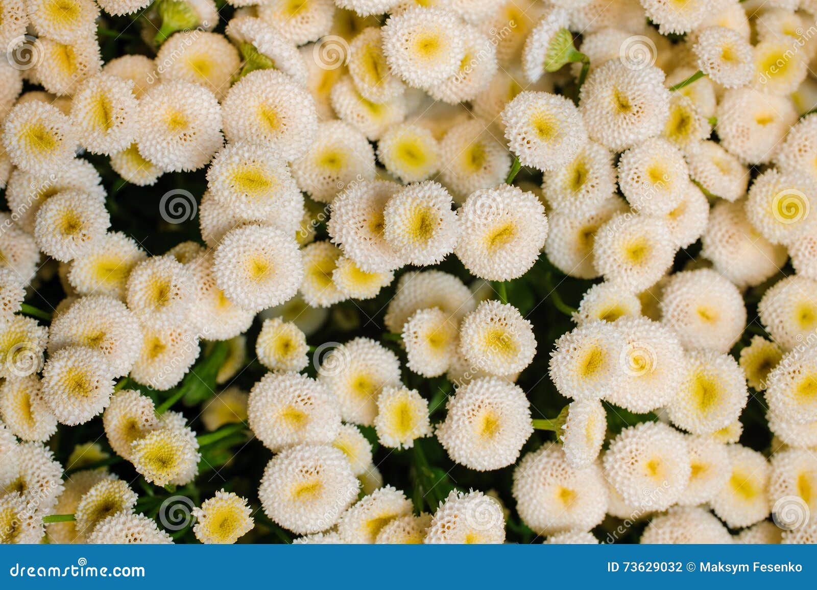 Bellis Flower (English Daisy, Bellis Perennis) Stock Photography ...