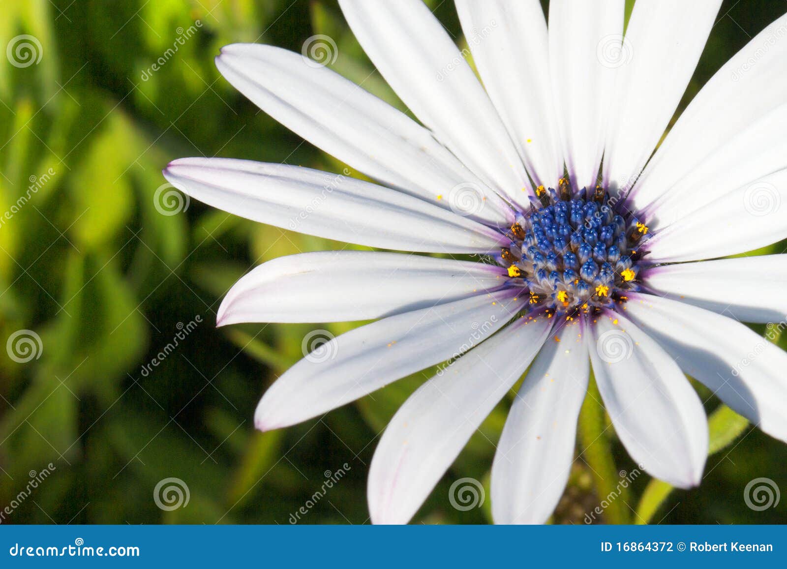 White Daisy Blue Stamen Macro Stock Photo - Image of blue, nature: 16864372