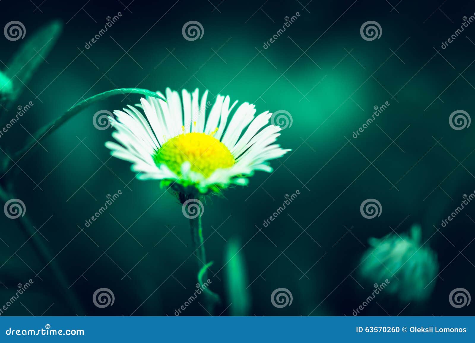 White Daisy on Dark Background Stock Photo - Image of uncommonly ...