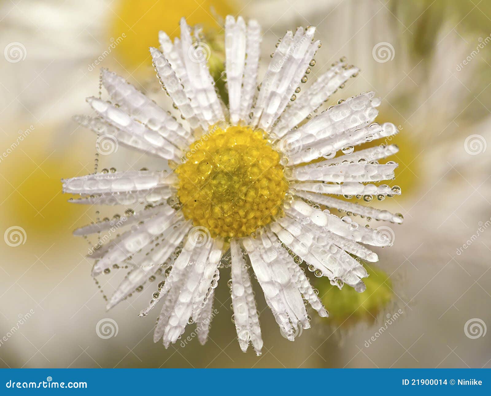 White daisy dew stock photo. Image of bloom, floral, shiny - 21900014