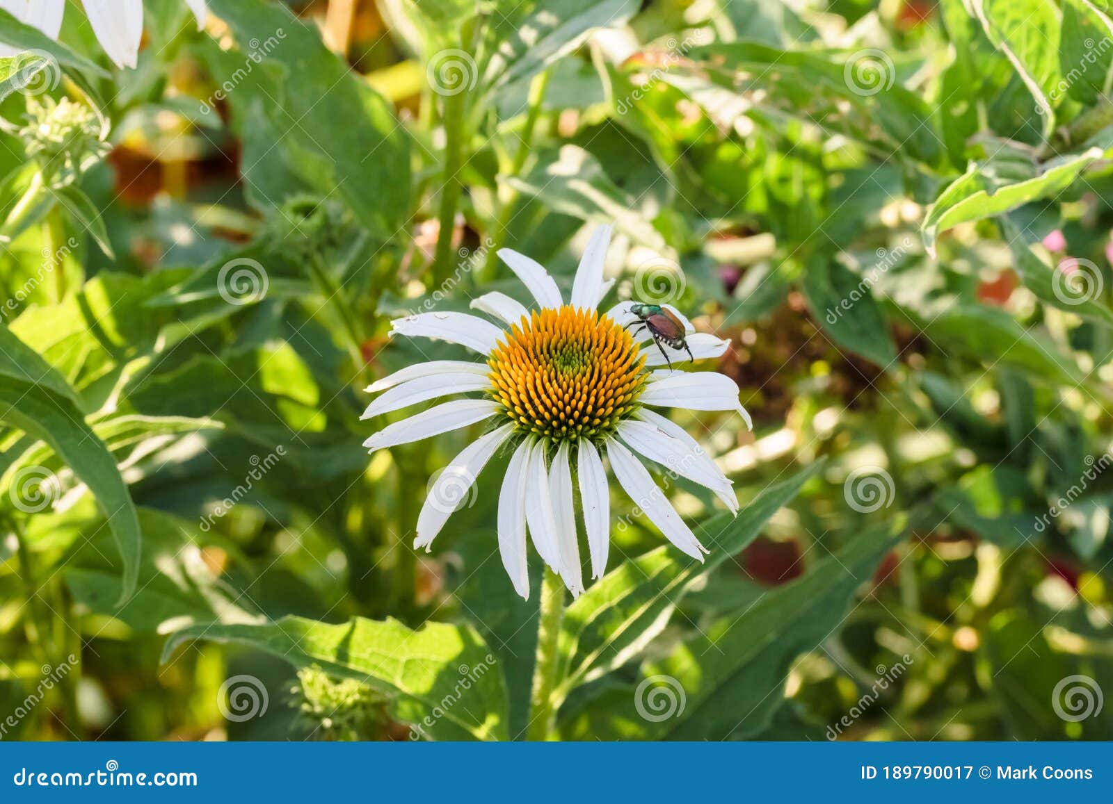 2,642 Daisy Beetle Stock Photos - Free & Royalty-Free Stock Photos from ...