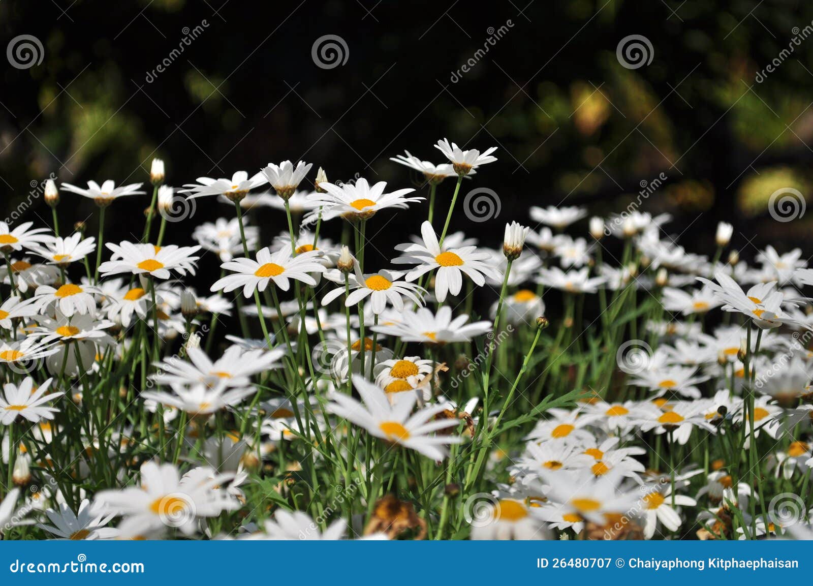 White daisy field stock image. Image of beautiful, flower - 26480707