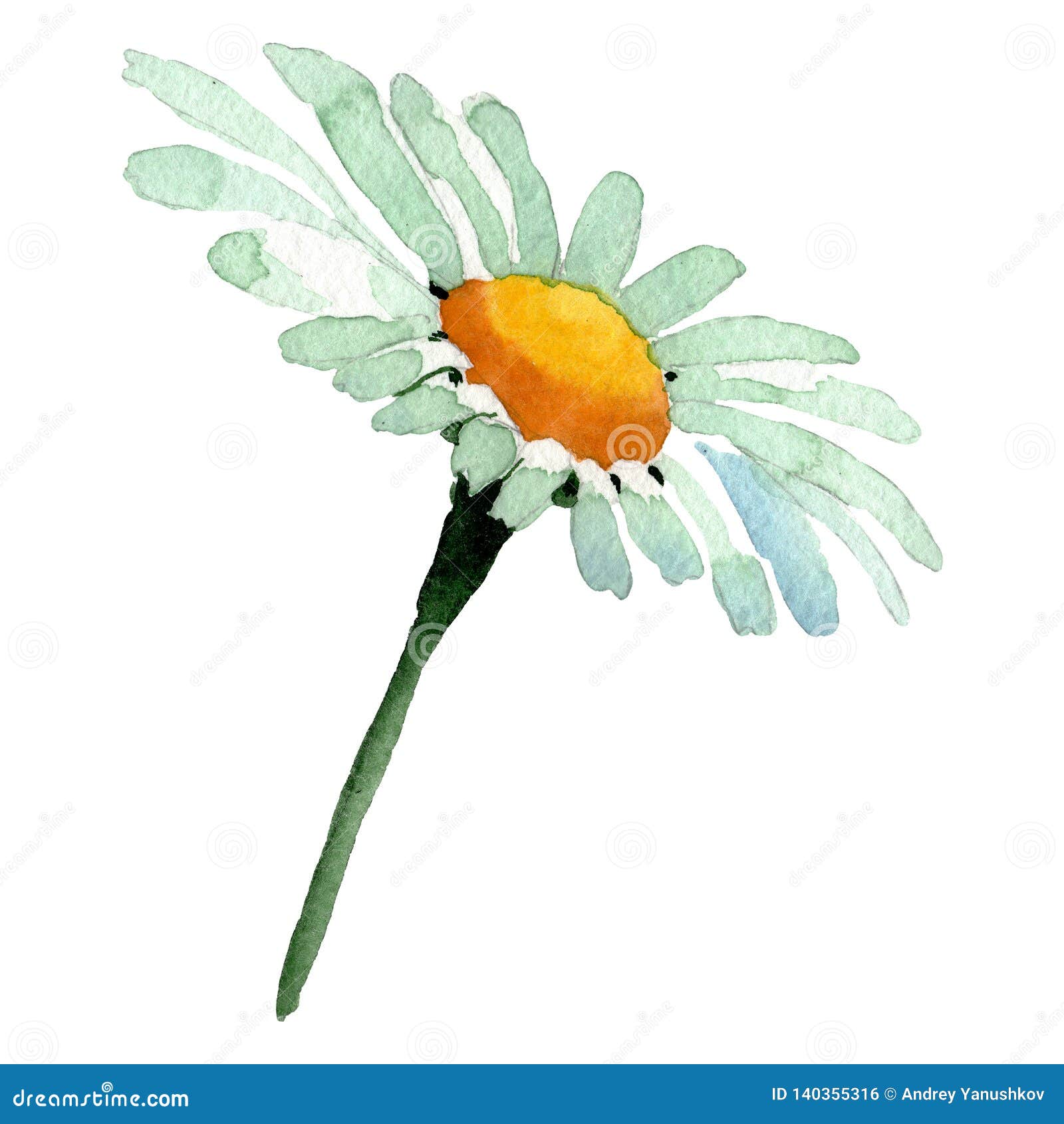 White Daisy Floral Botanical Flower. Watercolor Background Illustration ... White Daisy Floral Botanical Flower. Watercolor Background Illustration ...