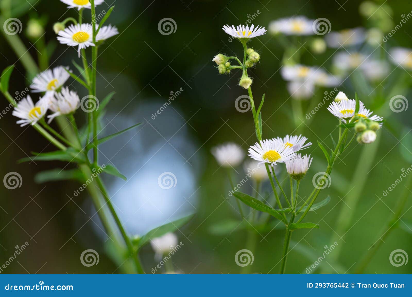White Daisy Flower Cluster is Blooming Along the Roadside Stock Photo ...