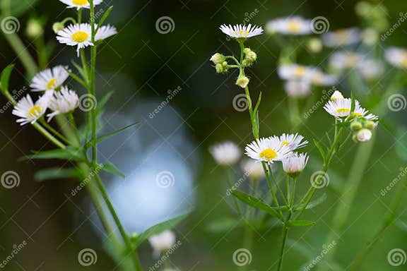 White Daisy Flower Cluster is Blooming Along the Roadside Stock Photo ...