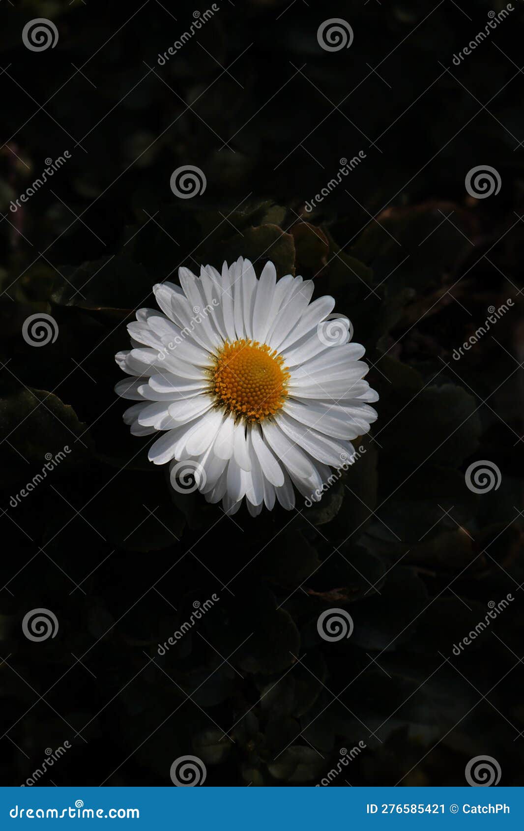 White Daisy Flower on a Dark Background Stock Image - Image of black ...