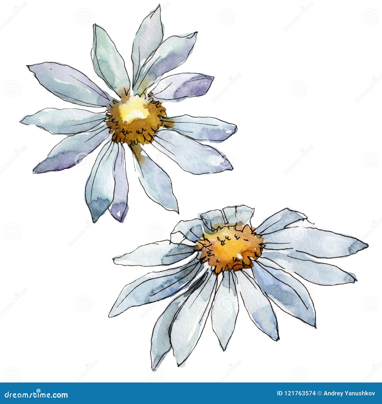 White Daisy Flower. Floral Botanical Flower. Isolated Illustration ... White Daisy Flower. Floral Botanical Flower. Isolated Illustration ...