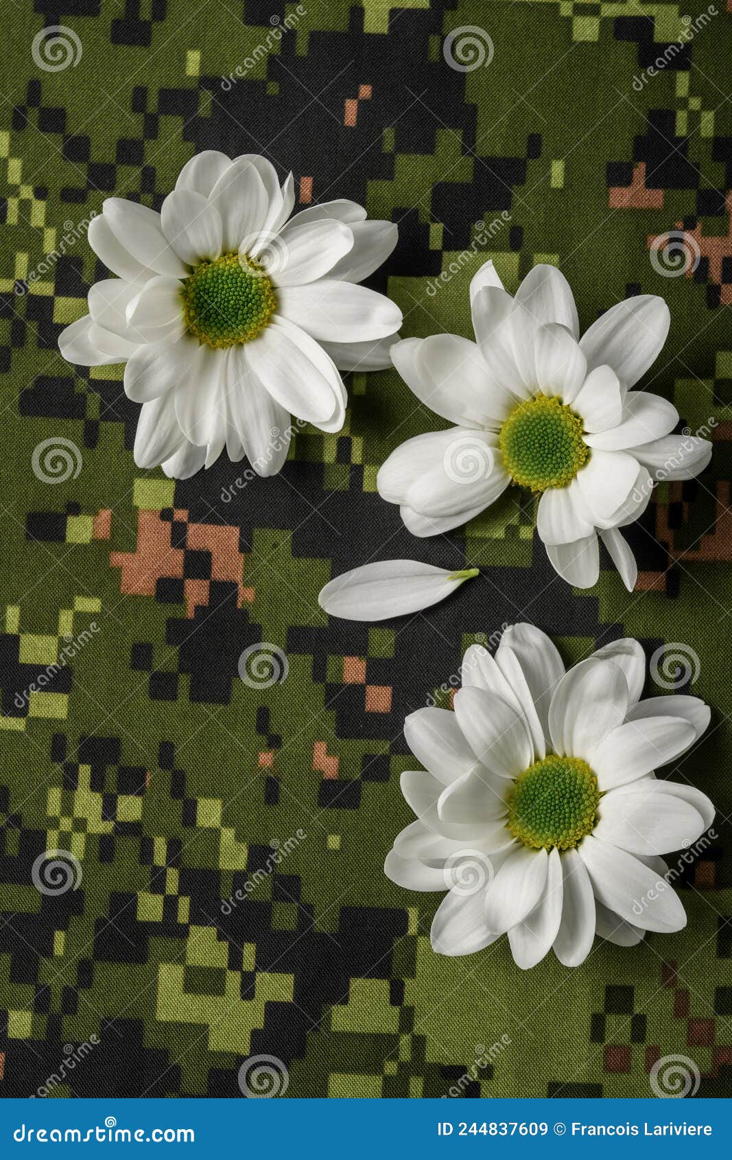 White Daisy Flower Representing Peace on a Military Camouflage Pattern ...