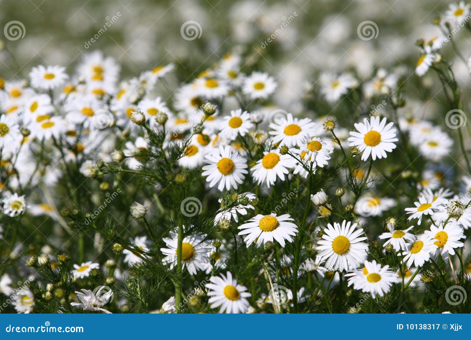 White daisy flower texture stock image. Image of freedom - 10138317