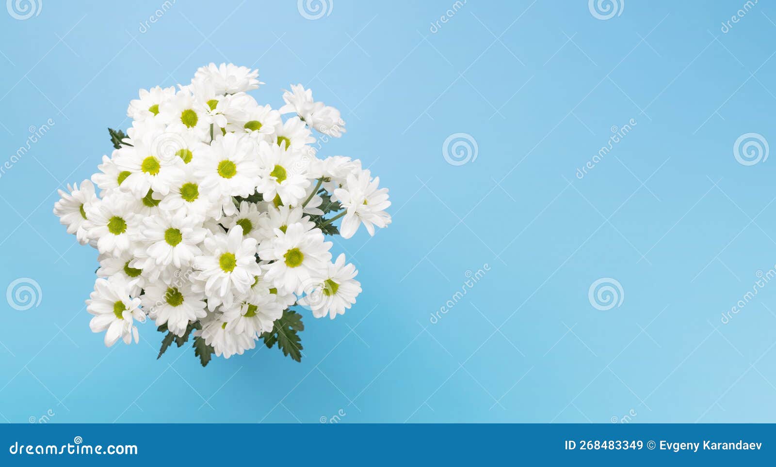White Daisy Flowers Bouquet Stock Image - Image of springtime, flat ...