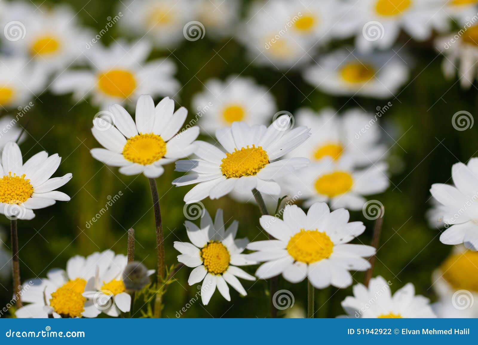 White daisy flowers. stock photo. Image of detail, garden - 51942922