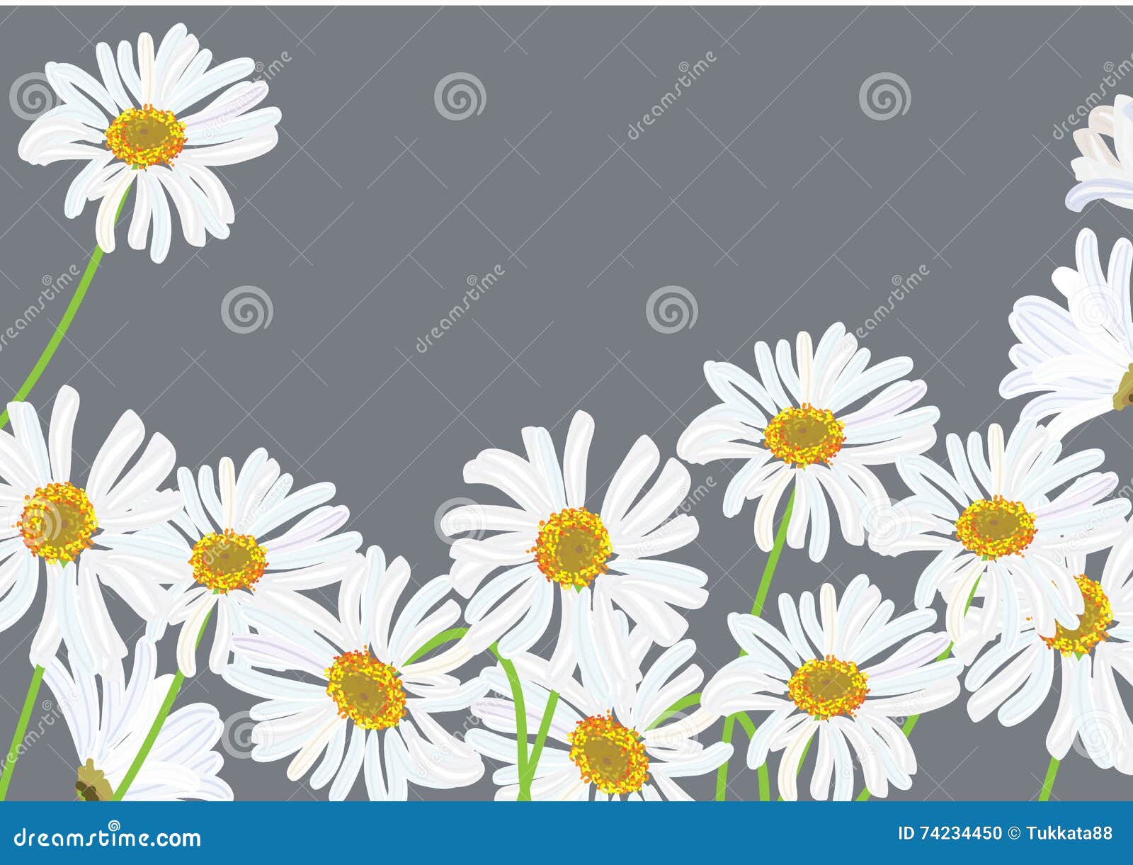 White Daisy Flowers Isolated Drawing . Stock Illustration ...
