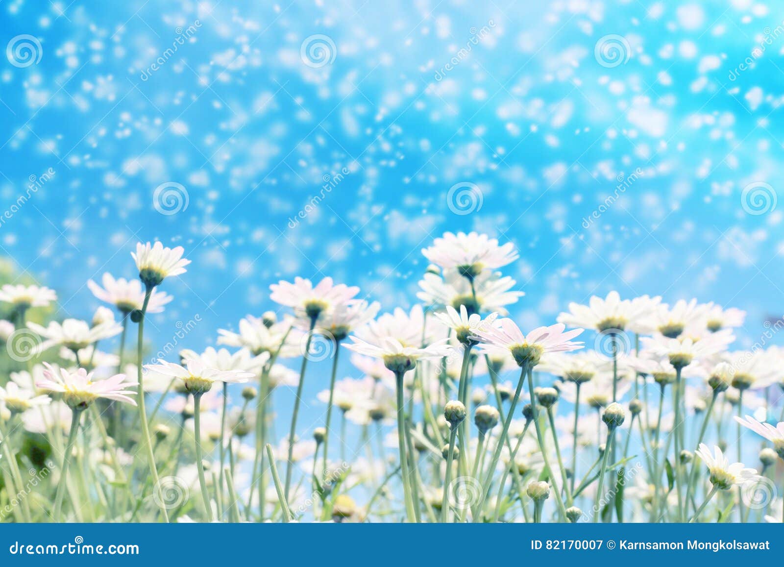 White Daisy Flowers in Sunshine Light with Blue Sky and Snow Falling ...