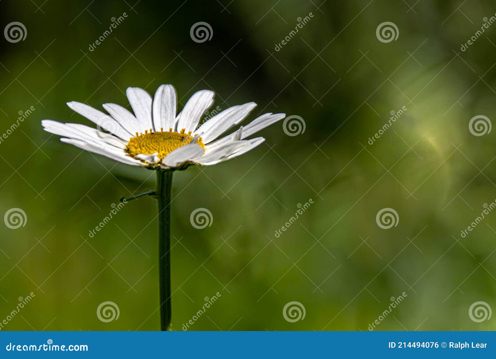 A White Daisy Growing in a Field Stock Photo - Image of beauty, nature ...