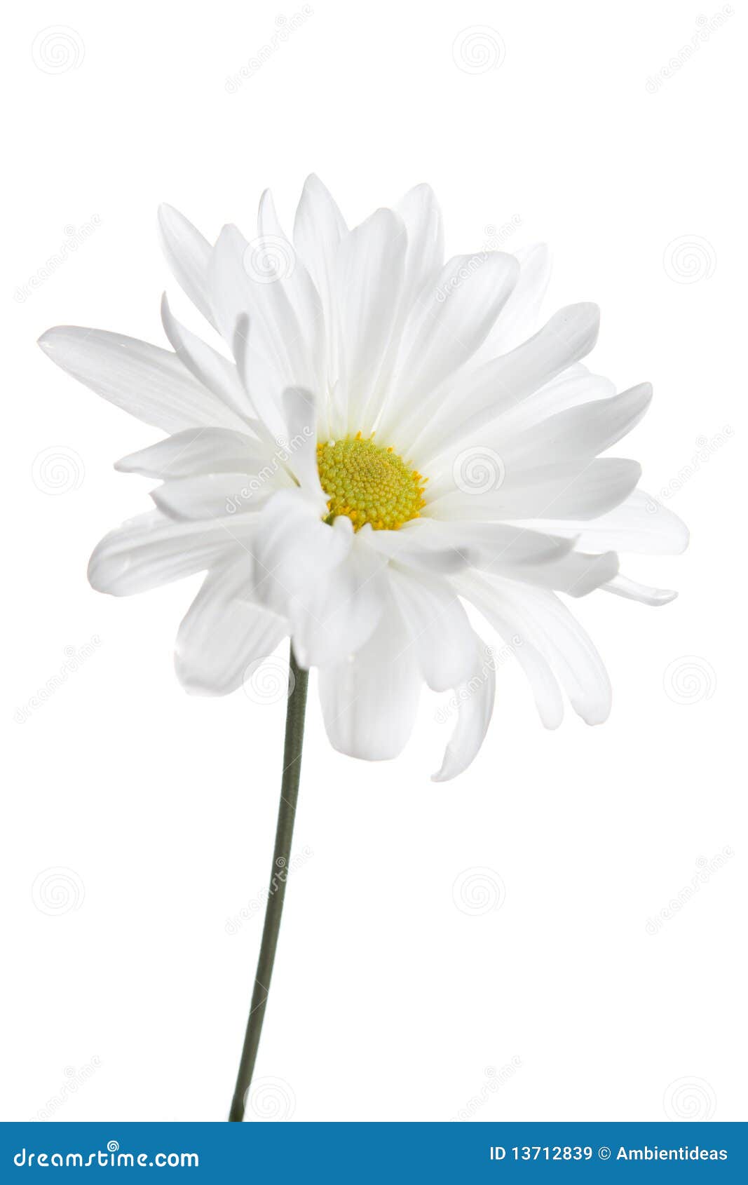 White Daisy Isolated stock image. Image of white, flower - 13712839