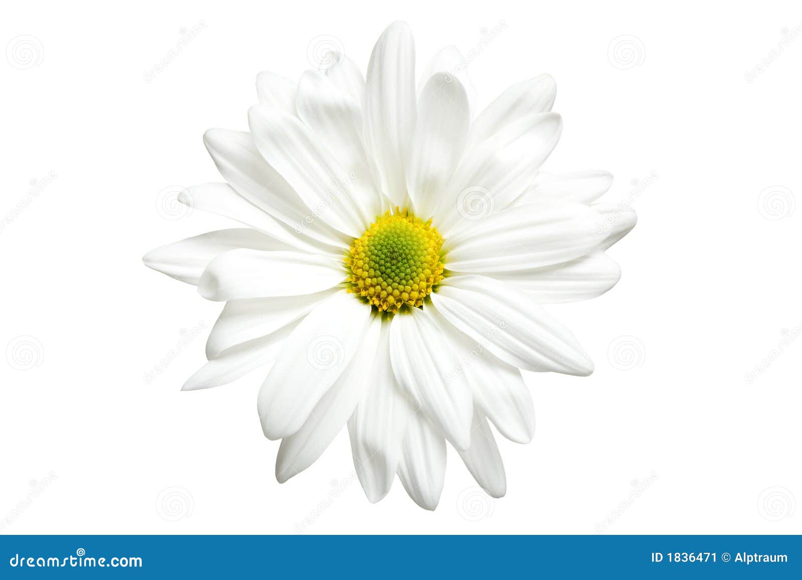 White daisy isolated stock image. Image of daisy, purity - 1836471
