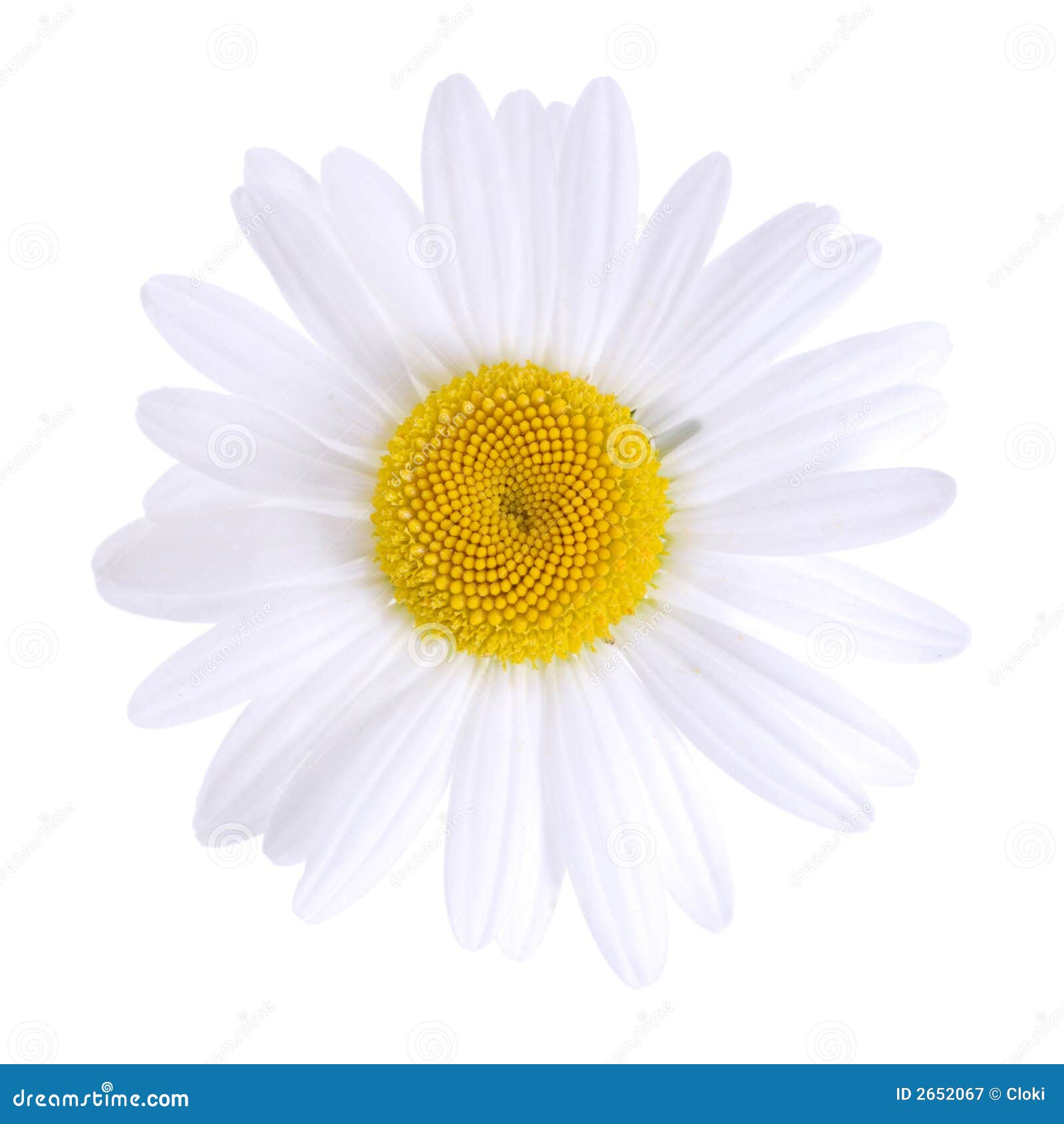 White daisy isolated stock image. Image of petals, fragance - 2652067