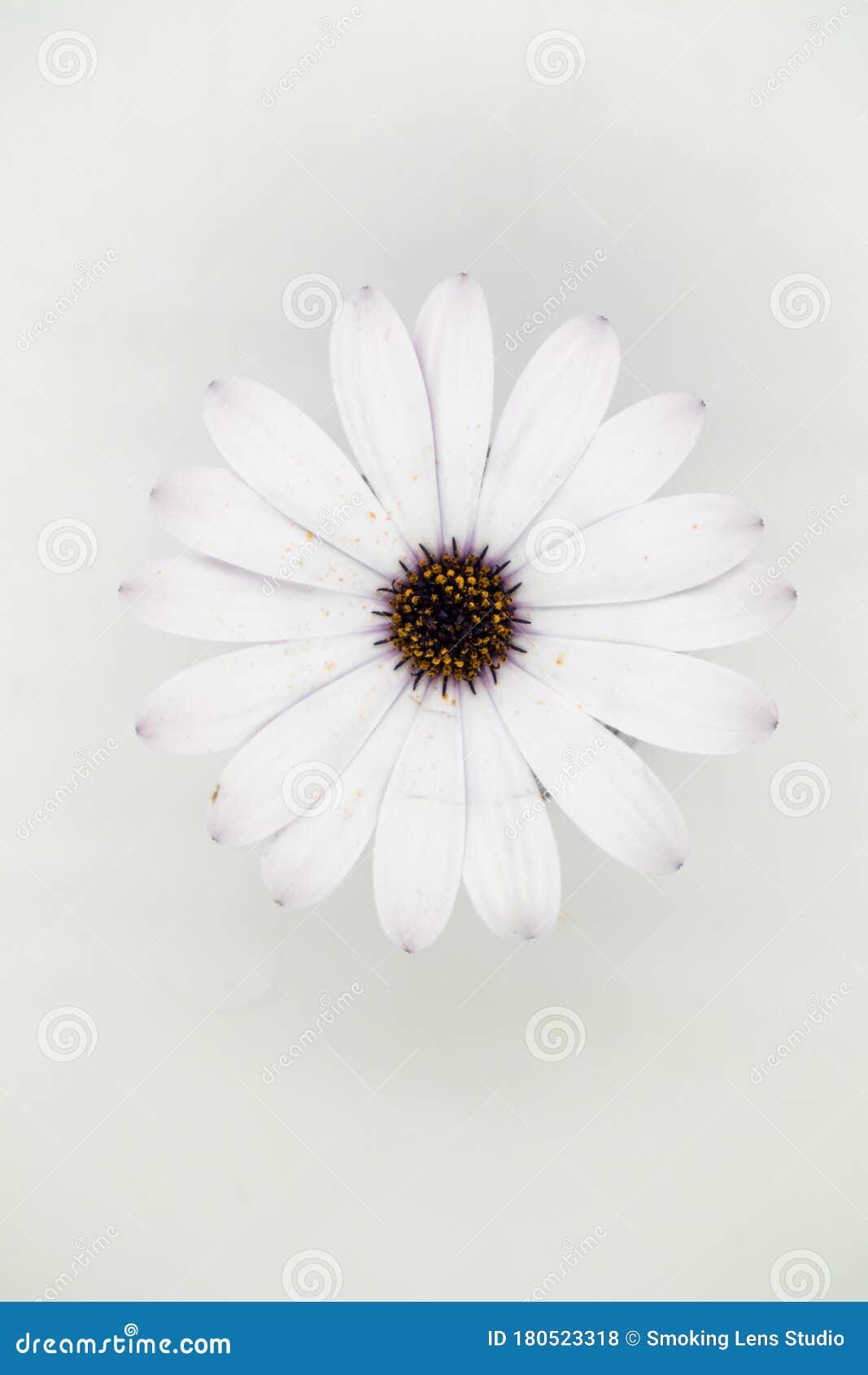 White daisy isolated stock photo. Image of environment - 180523318