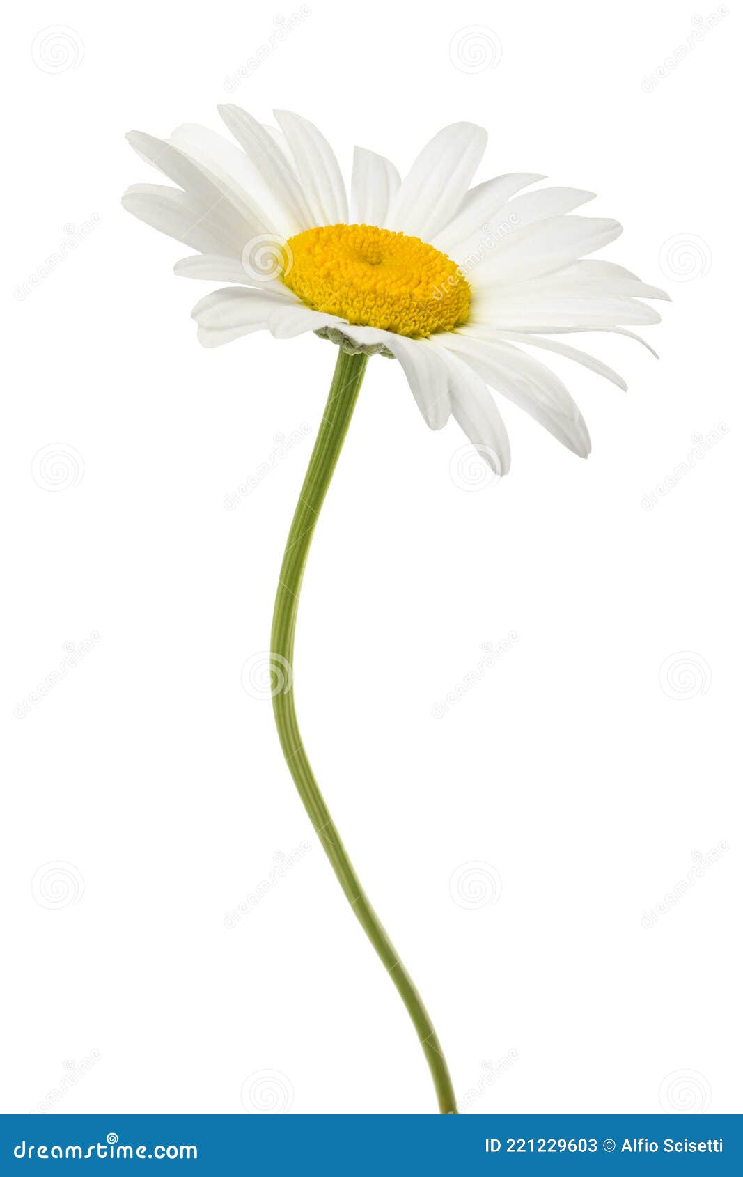 White daisy stock image. Image of petal, blossom, marguerite - 221229603