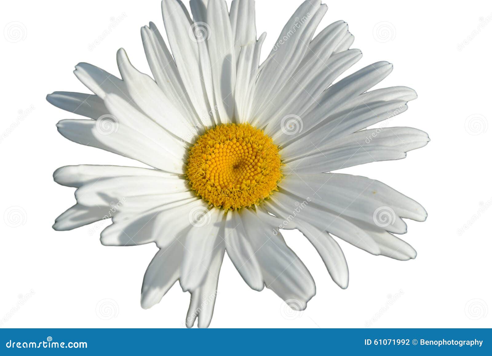 White Daisy Isolated on White Background Stock Photo - Image of ...