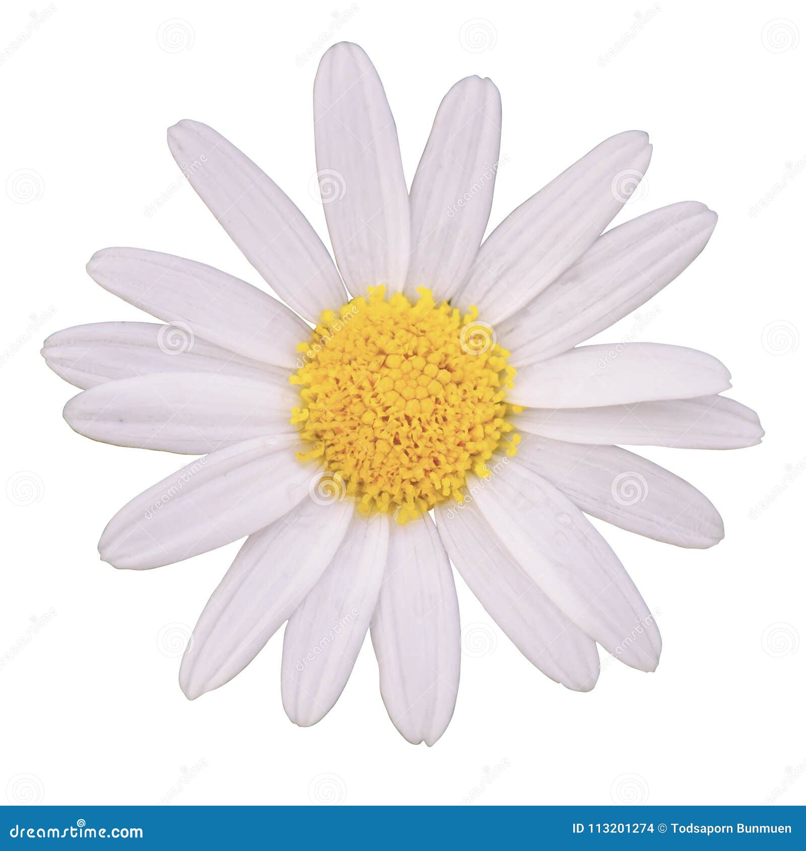 White Daisy Isolated on White Background with Clipping Path Stock Photo ...