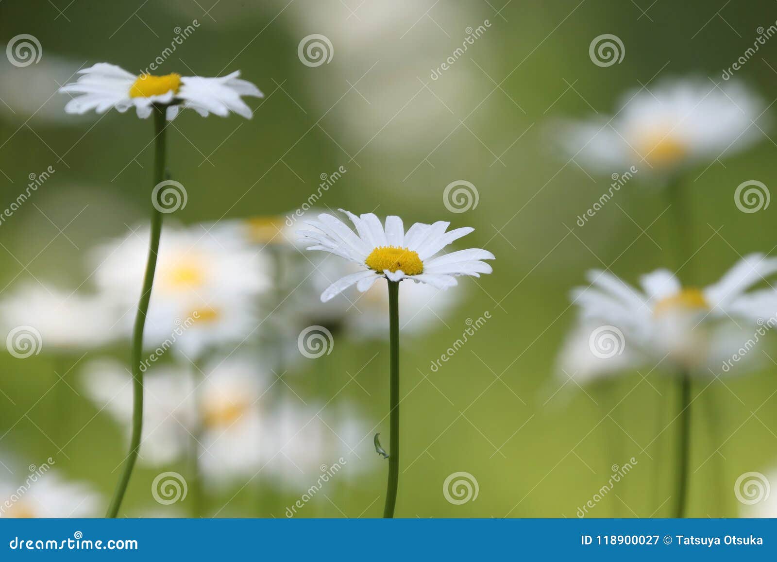 White daisy in outdoor stock image. Image of outdoor - 118900027