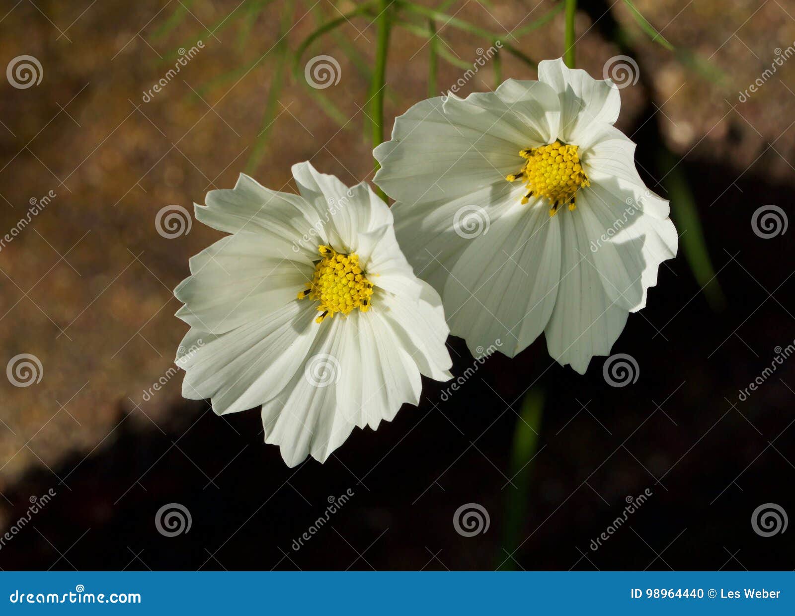 White daisy pair stock photo. Image of daisies, blossom - 98964440