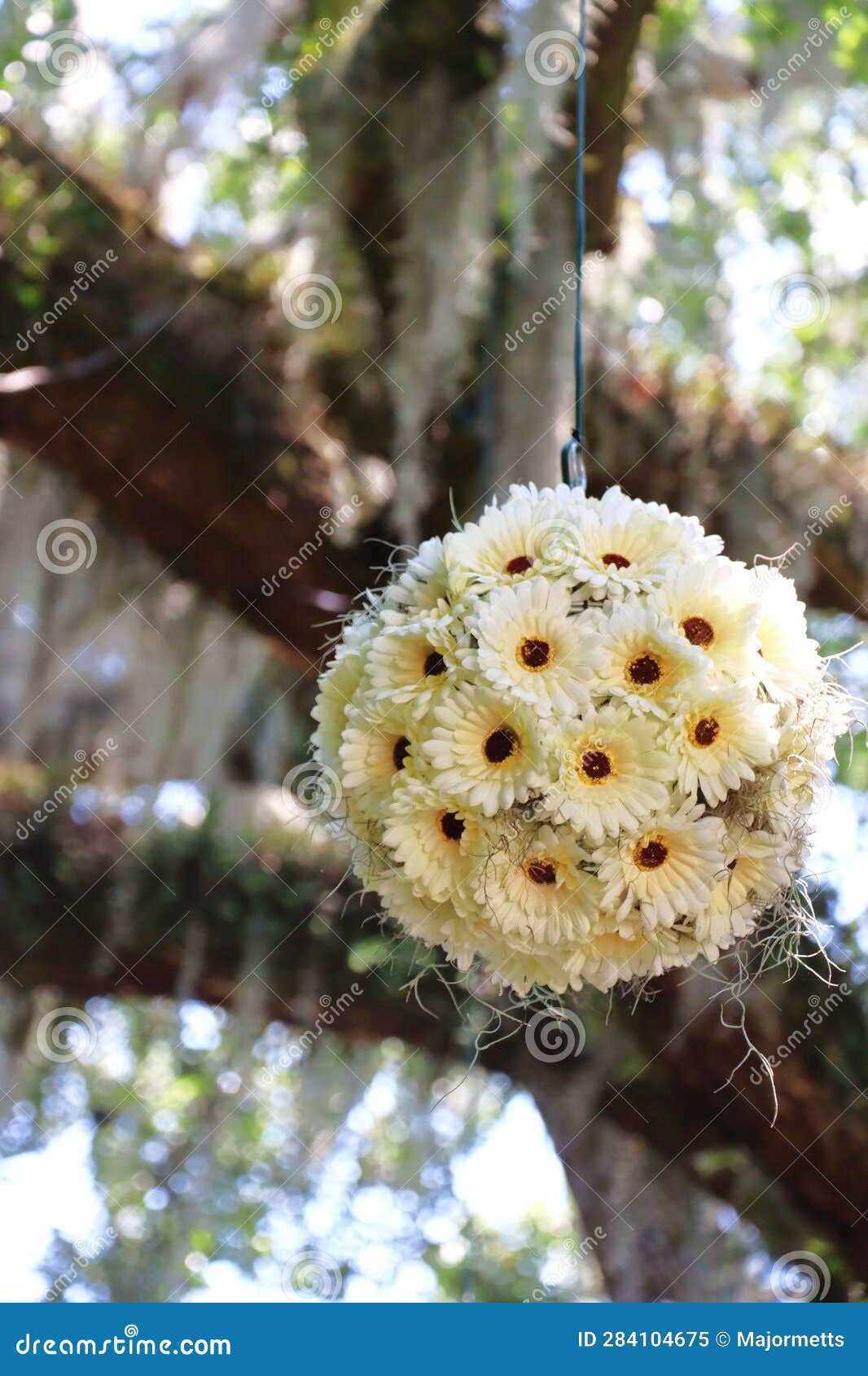 White Daisy Pomander Ball with Tree and Spanish Moss in Background ...