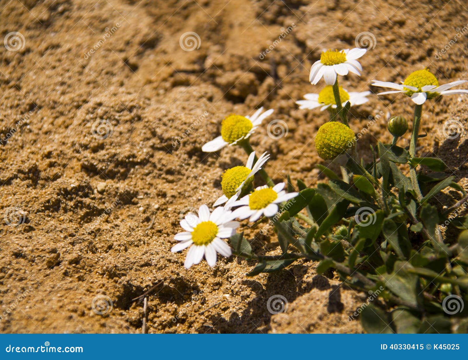 White daisy on the sand stock image. Image of botanic - 40330415
